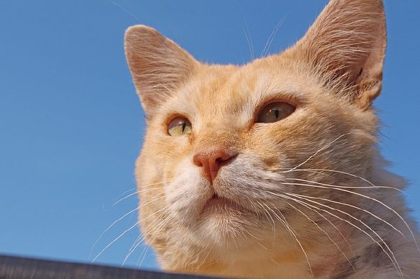 Name some cats, and I'll give you a cat meme! - Quiz