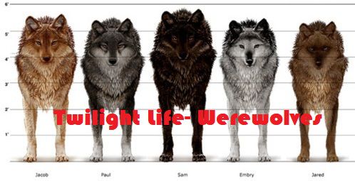 Your Twilight Life- Werewolves - Quiz