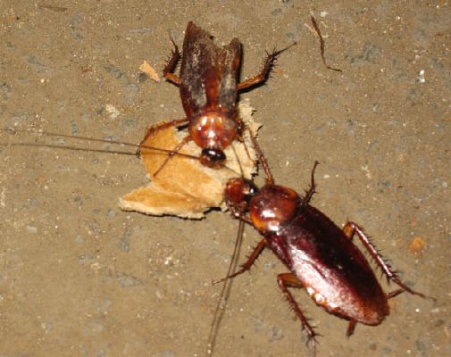 Roach Squad Entrance Exam - Test