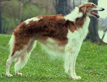 What is Your Animagus? - Quiz