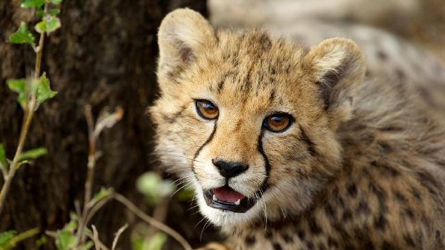 Are you A Therian? - Quiz