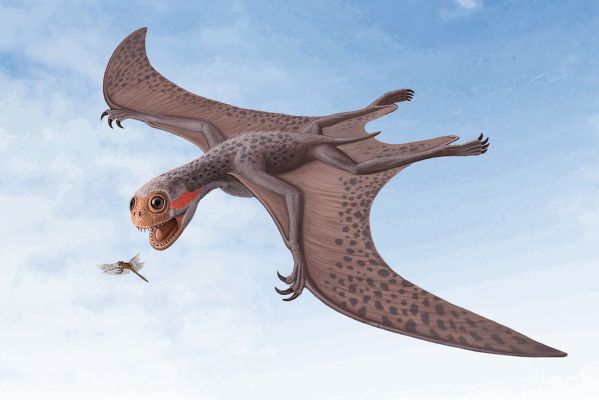 Test Your Knowledge on the Flying Reptiles of Prehistory! - Test
