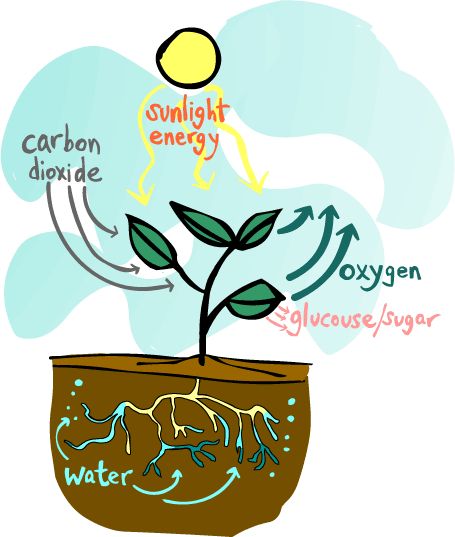 Photosynthesis, food chains and food webs! - Test