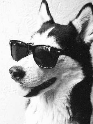 Sup homeslice, come take this random survey - Survey