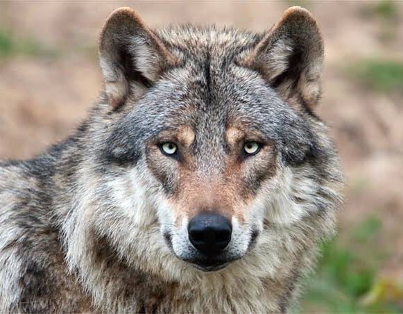 The Ultimate Wolf Quiz - Test