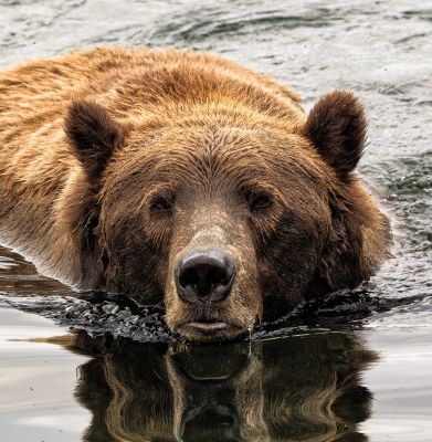 What is your Theriotype? - Quiz