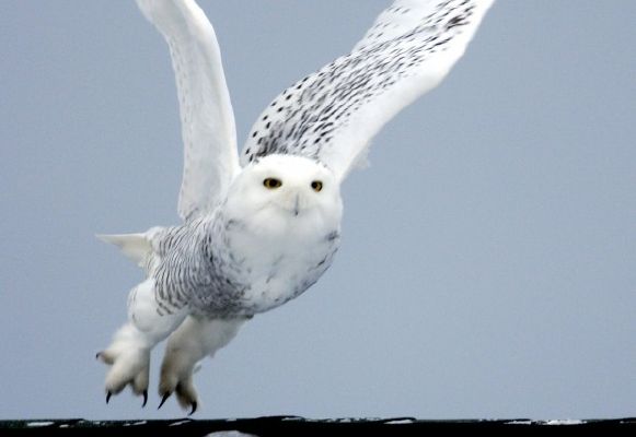 What is your Theriotype? - Quiz