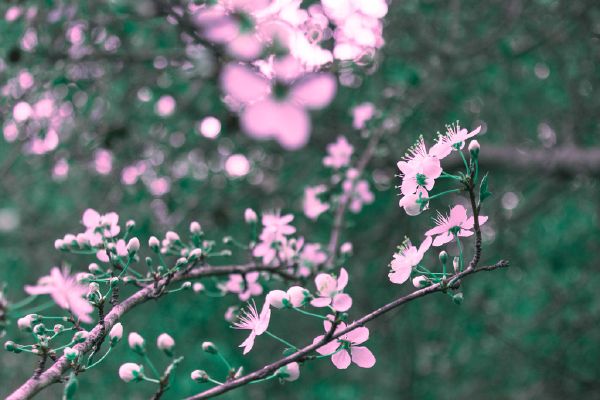 Merlin Characters VS Flowers - Survey