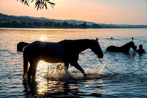 Will You Survive Operation Peach? Part 8: From Nedlay to Trost - Quiz