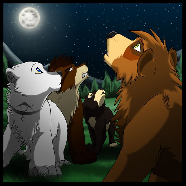 Seekers: Night with the Seekers bears 1 - Quiz