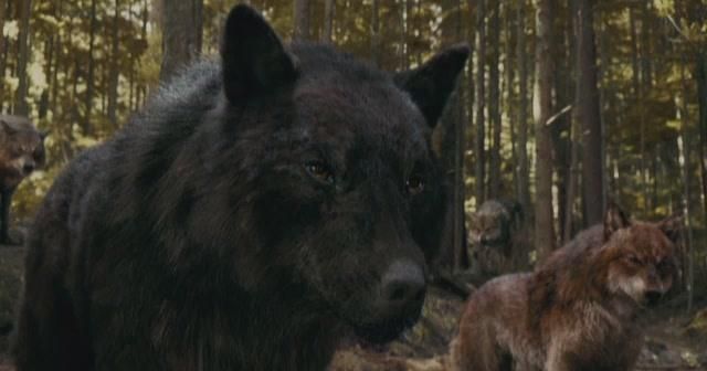 Theme Songs for Sam | Wolf Boy (Twilight Male OC Story)