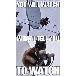 Cat Meme Quiz - Quiz