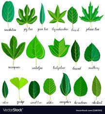 What Leaf Are You? - Quiz