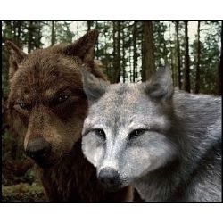 Which wolf imprint on you? - Quiz