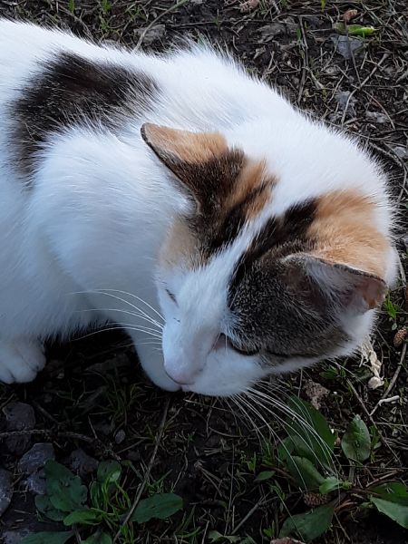 Is this a cat? - Test