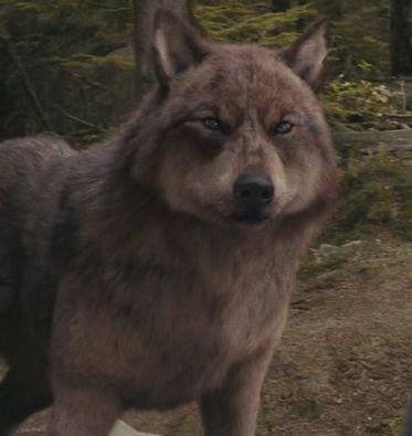 Werewolf From Twilight