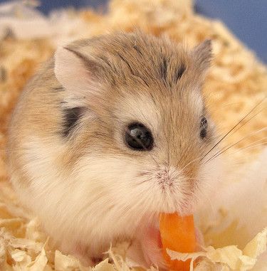 The Ultimate Hamster Care Quiz! - Test