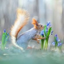 Complete Fate- Spirit Animal - Quiz