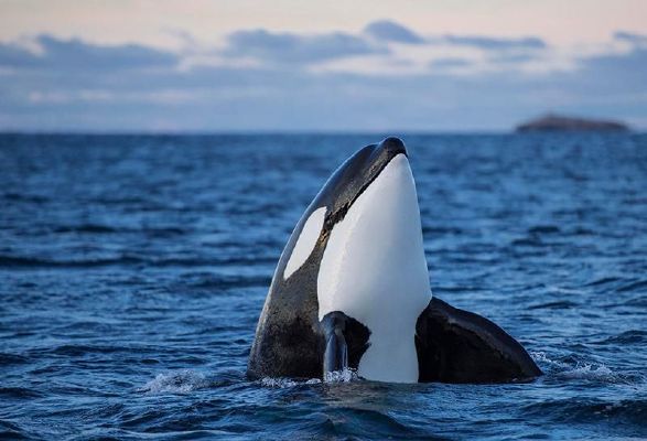 Killer whale quiz ~4 - Test
