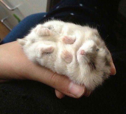 The Ultimate Hamster Care Quiz! - Test