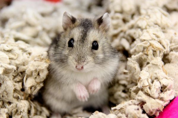 The Ultimate Hamster Care Quiz! - Test