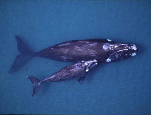 What is your ocean spirit animal? - Quiz | Quotev