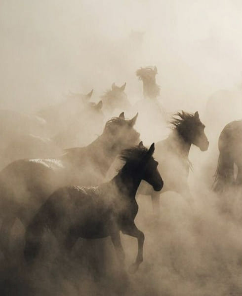 build your dream horse! - Survey | Quotev