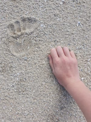 Theriotype quiz - Quiz | Quotev