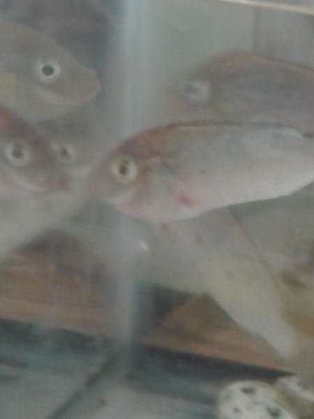 Undertale au pool party! (read description) - Quiz | Quotev