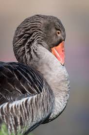 What Goose Breed Are You? - Quiz | Quotev