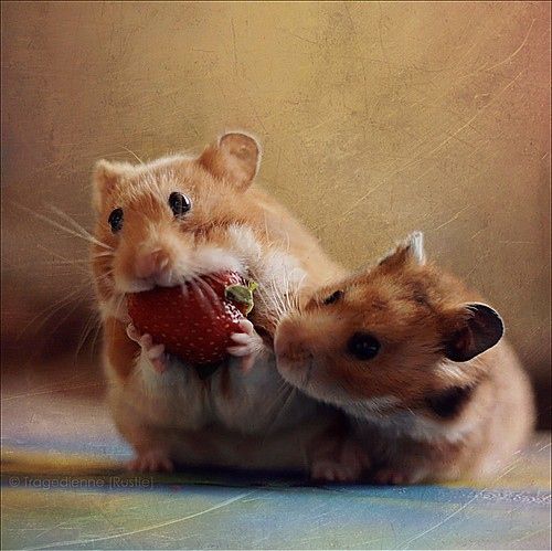Hamster personality quiz - Quiz | Quotev