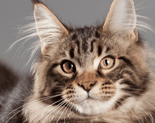 Would You Rather? Warrior Cats! | ᏒᏗᏁᎴᎧᎷᏖᏂᎥᏁᎶᏕᏕᏖᏬᎴᎥᎧᏕ | Quotev