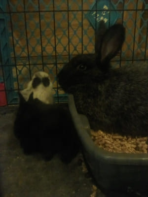 Do you know how to take care of a rabbit? - Test | Quotev