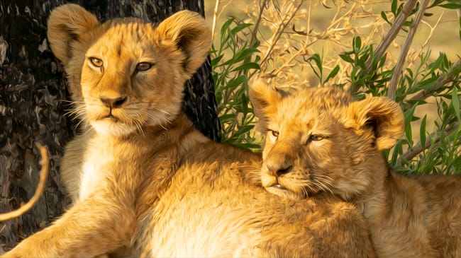 Beautiful Extraordinary Animals You've Never Seen - Quiz | Quotev