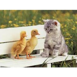 The Cute Test - Quiz | Quotev