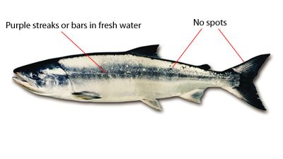 Pacific Salmon Identification - Test | Quotev