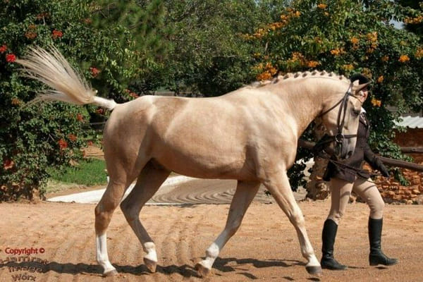 Guess the horse breed (part 1) - Test | Quotev
