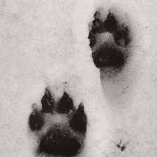 The Werewolf Test - Quiz | Quotev