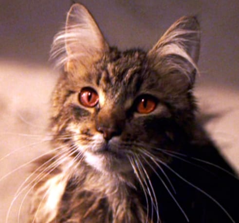 Write a Letter to Mr. Filch - Quiz | Quotev