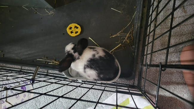 How much do you know about rabbits - Test | Quotev