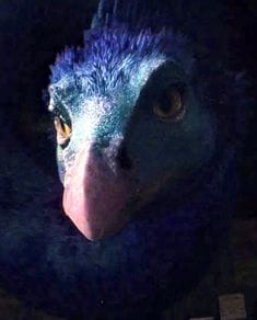 Can you name these Magical Beasts? - Test | Quotev