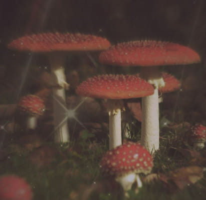 What type of fairy are you? ᵕ̈ - Quiz | Quotev