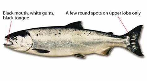 Pacific Salmon Identification - Test | Quotev