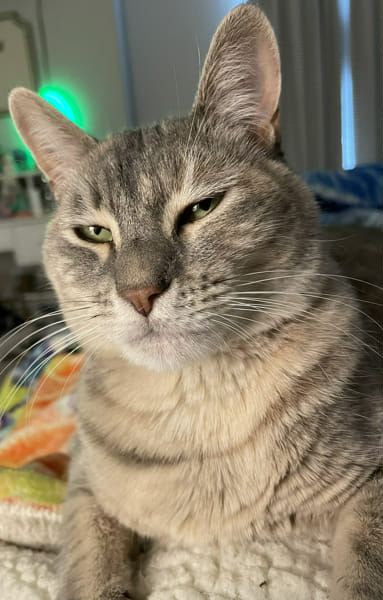 DSMP Character Creator - Survey | Quotev