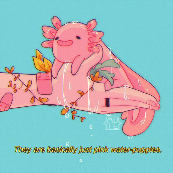 Axolotl Fruit | Quotev