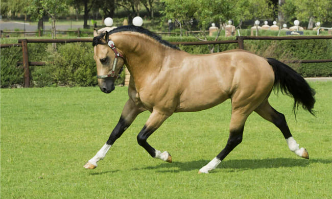 Guess the horse breed (part 1) - Test | Quotev