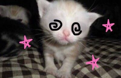 Are you tbh, btw, or idk creature? - Quiz | Quotev