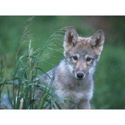 What animal are you most like? - Quiz | Quotev