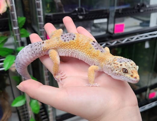 Leopard Gecko Morphs - Test | Quotev
