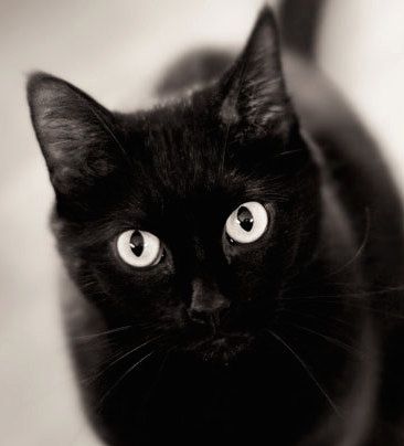 Moonwhisper and Hazelpaw | Quotev